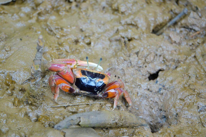 Fiddler Crab stock photo. Image of male, mudflat, fiddler - 317049198