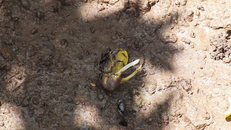 Fiddler Crab in Mangrove Forest, Taken on Sunny Day, High-angle Shot of ...