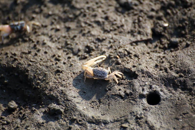 Fiddler Crab in Mangrove Forest Stock Photo - Image of crab, river ...