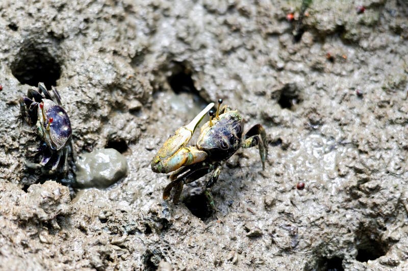 Fiddler crab in the mud stock image. Image of thailand - 39131591