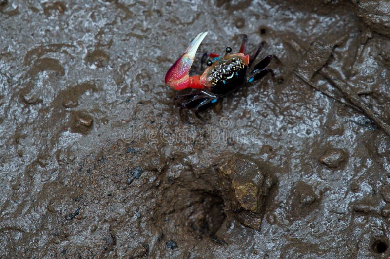 FIDDLER CRAB in the Mud of the Mangrove Forest Stock Photo - Image of ...
