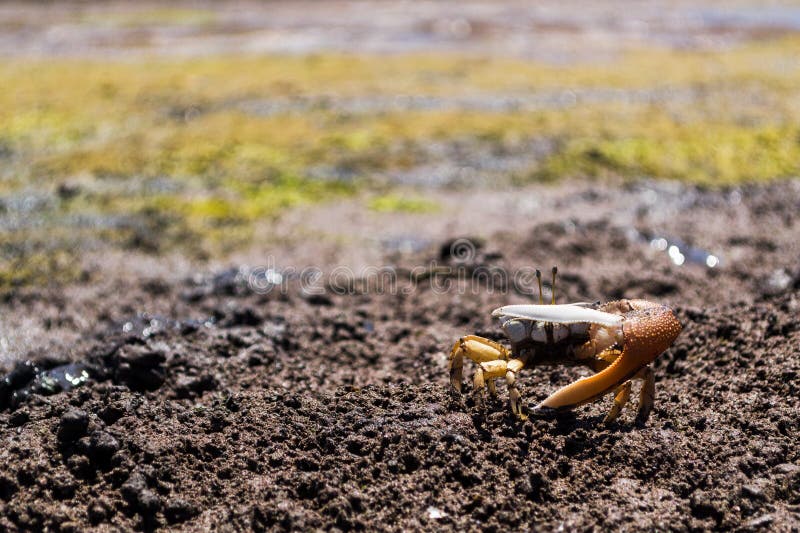 170 Crab Position Stock Photos - Free & Royalty-Free Stock Photos from ...