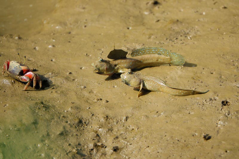 Fiddler Crab and Mudskipper Stock Image - Image of fight, zone: 317042581