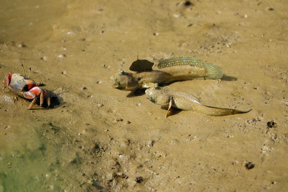 Fiddler Crab and Mudskipper Stock Image - Image of fight, zone: 317042581