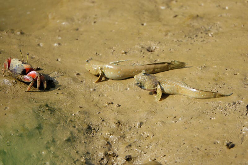Fiddler Crab and Mudskipper Stock Image - Image of amphibious, male ...
