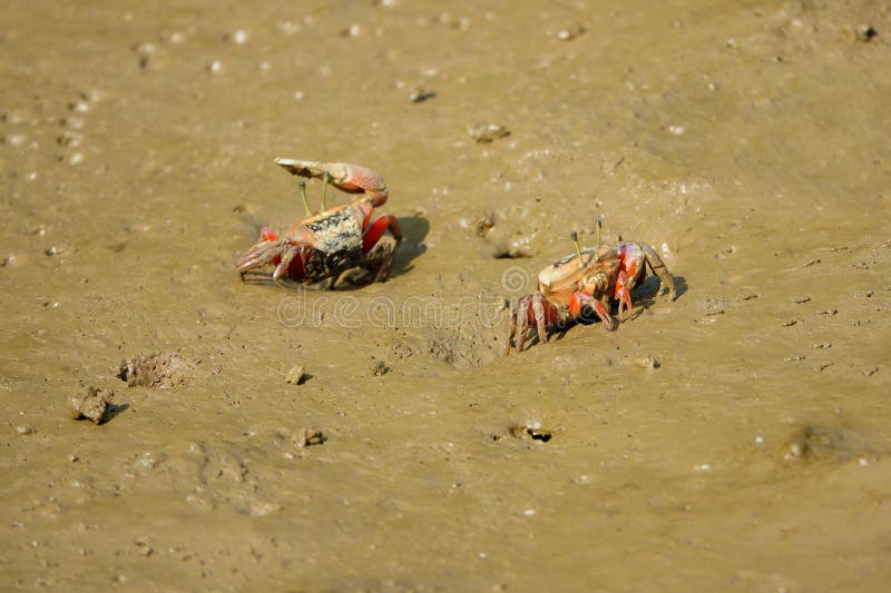 Fiddler Crab stock image. Image of muddy, amphibian - 317049409