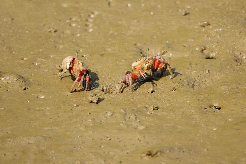 Fiddler crab stock image. Image of mudflat, pair, shallows - 317045785