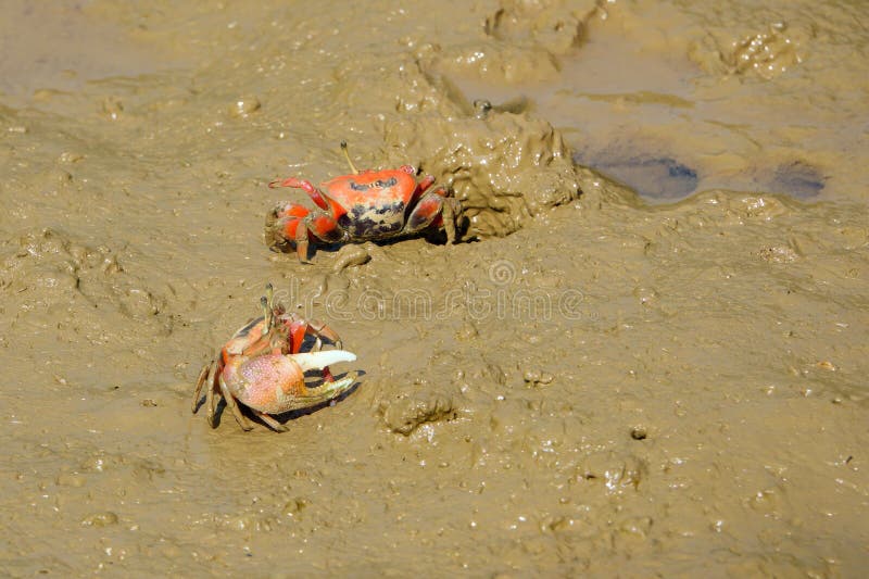 Fiddler crab stock photo. Image of crab, couple, reptile - 317045824