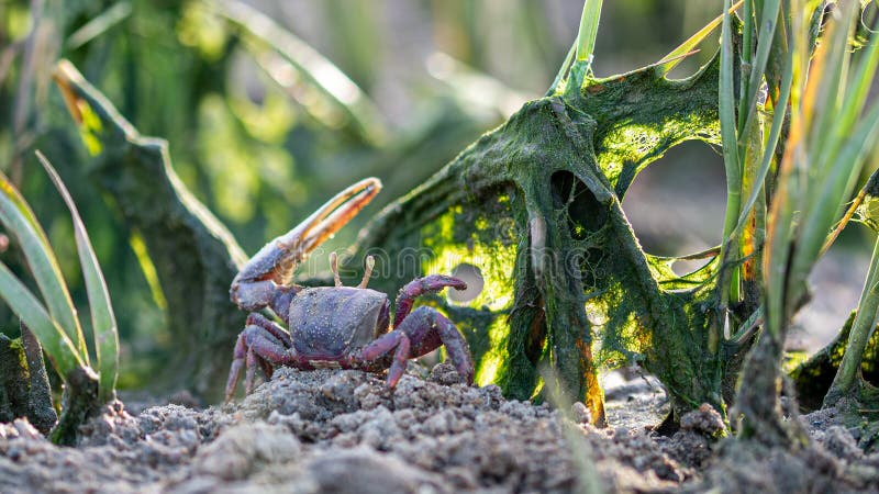 Fiddler Crab or Sand Crab Moving on the Beach Stock Photo - Image of ...