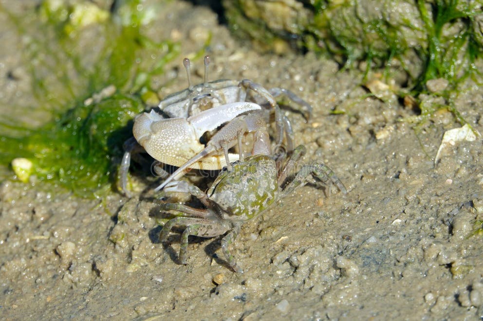 Fiddler crab stock photo. Image of mudflat, animals - 356880108
