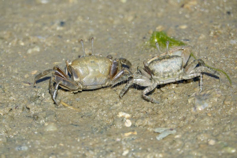 Fiddler crab stock image. Image of wildlife, crab, animal - 356884105