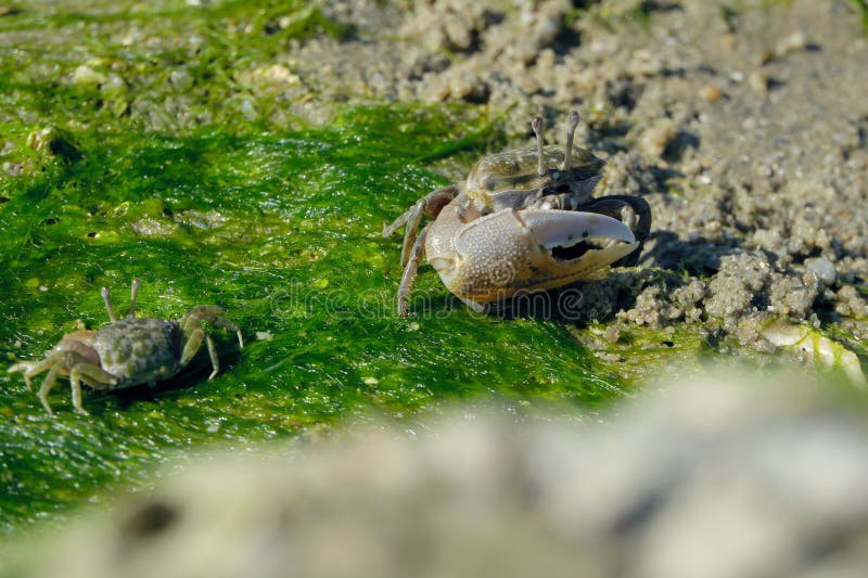 Fiddler crab stock photo. Image of mudflat, ocean, intertidal - 356884160