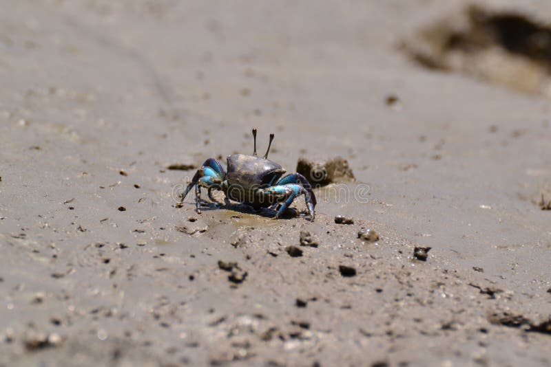 Fiddler crab stock photo. Image of eyes, mangrove, crustacean - 30590098