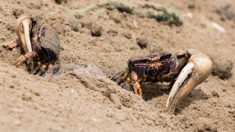 Fiddler crabs in the sand stock photo. Image of sand - 42569218