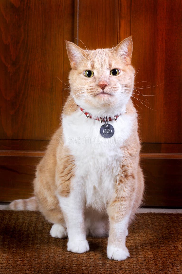 137 Security Guard Name Tag Stock Photos - Free & Royalty-Free Stock ...