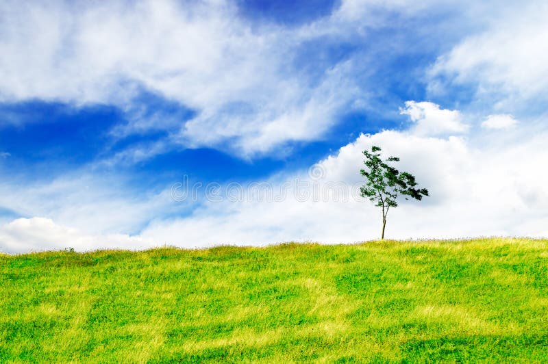 Field stock photo. Image of beautiful, fields, grass - 11791412