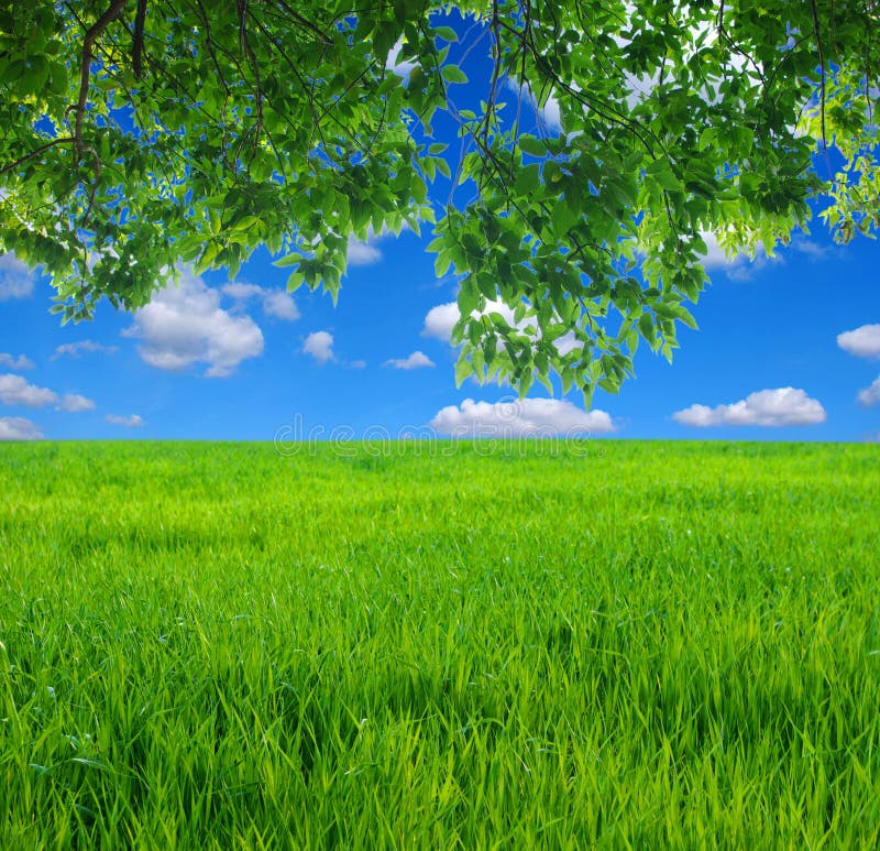 Field stock image. Image of landscape, tree, hill, nature - 13273563