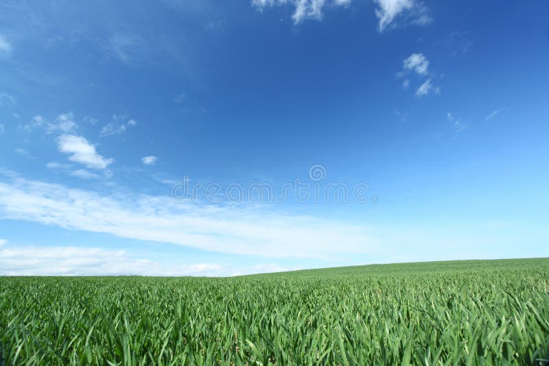 Empty field stock photo. Image of sunny, background, empty - 5098376
