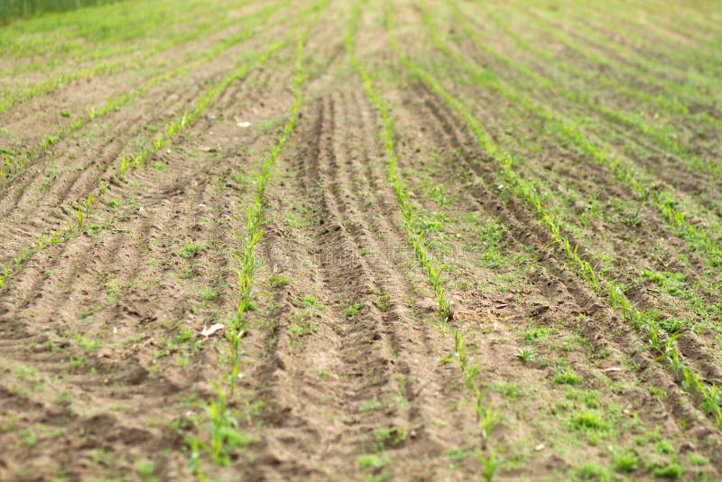 Field Picture. Image: 20154899