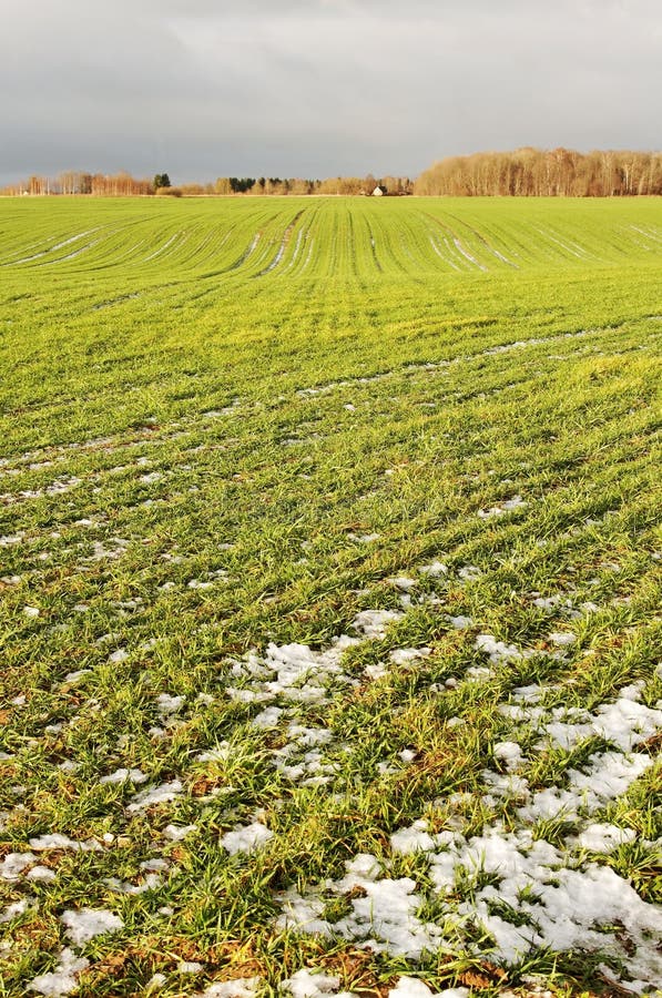 Field. stock photo. Image of landscape, winter, cold - 22415218