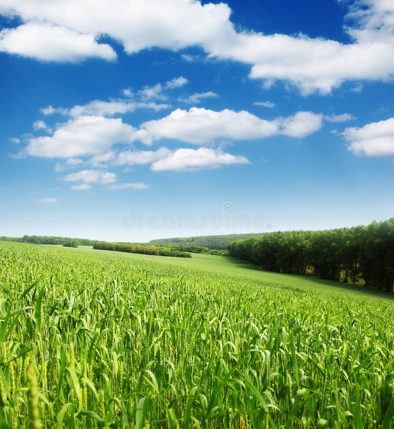 Corn field stock image. Image of scene, rural, cloudy - 35316447