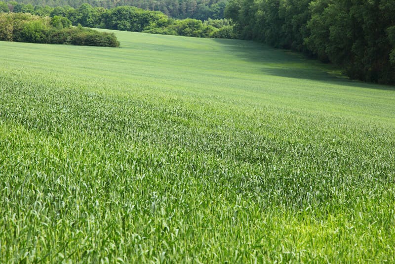 Field stock photo. Image of blossom, field, light, environment - 243231490