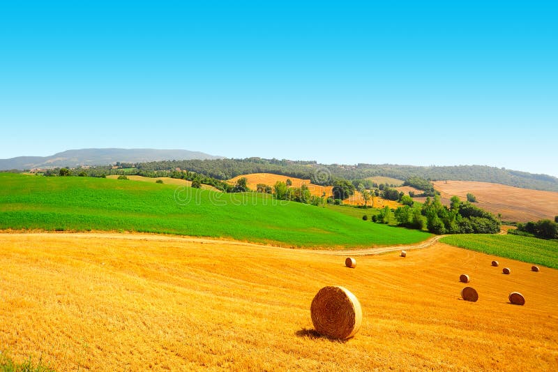 Field stock photo. Image of bail, roll, environment, plant - 38553964