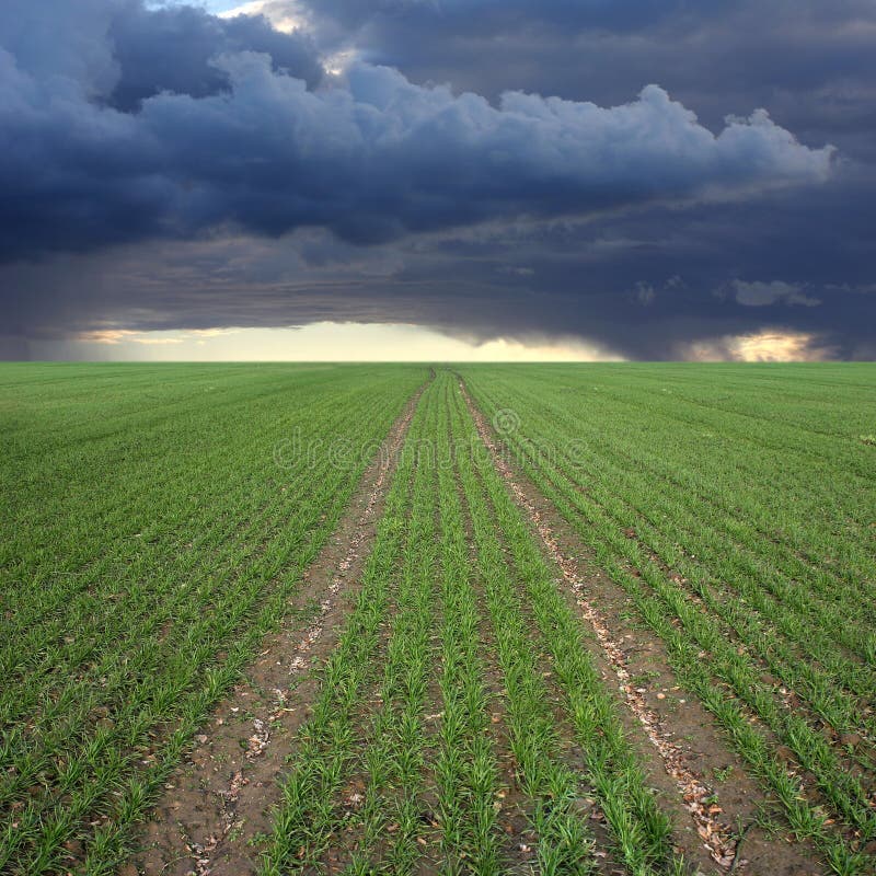 Empty Field stock photo. Image of soil, plowed, fertile - 2118308