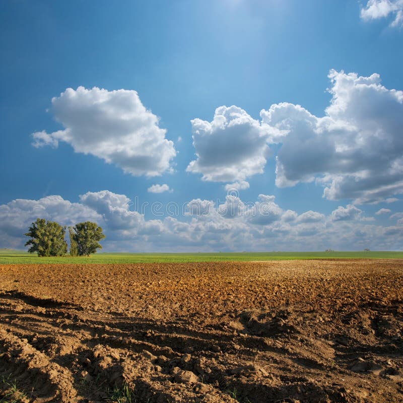 Farm land field stock image. Image of organic, growth - 28599987