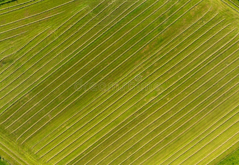 Field from above stock image. Image of petal, tracks - 339344497
