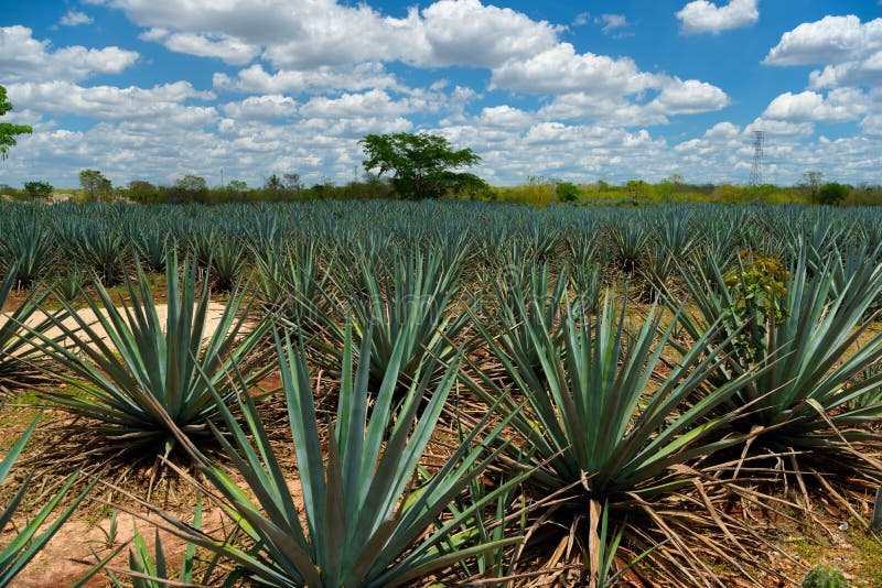 The field of agave planted stock image. Image of landscape - 94103003