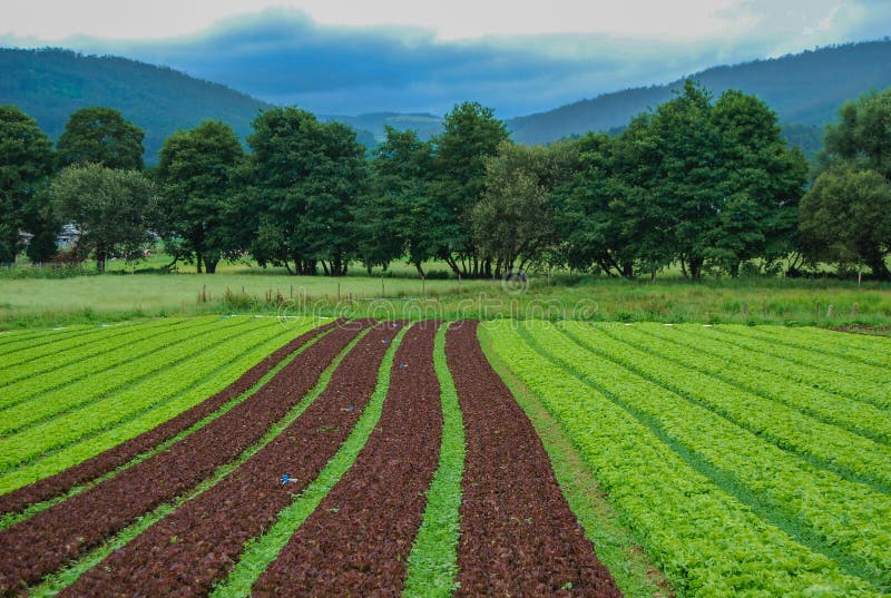 Vegetation, Crop, Agriculture, Field Picture. Image: 107439664