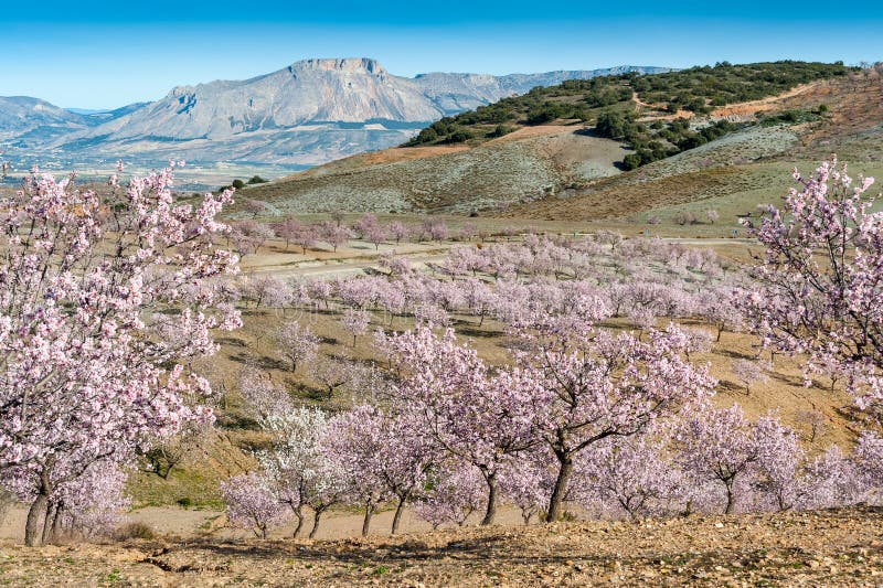 Field of Almond Trees stock photo. Image of floral, velez - 28957086