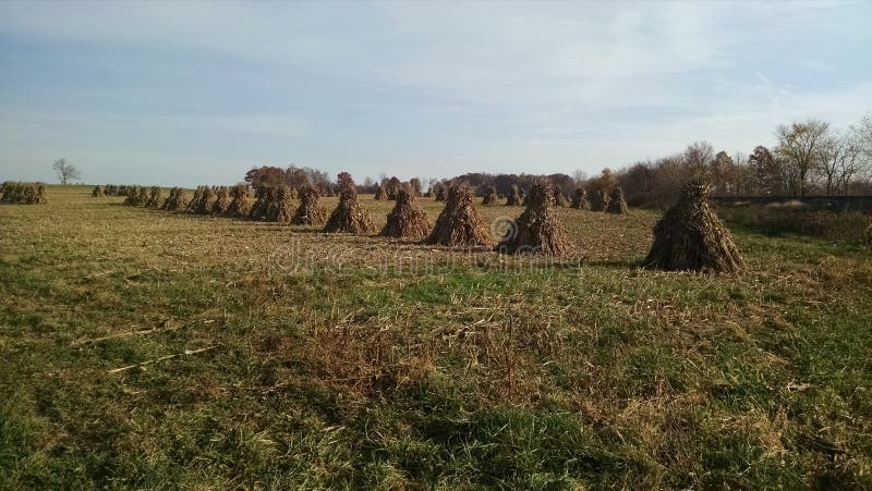 Amish Hay Stack Piles in the Field after Harvest Stock Photo - Image of ...