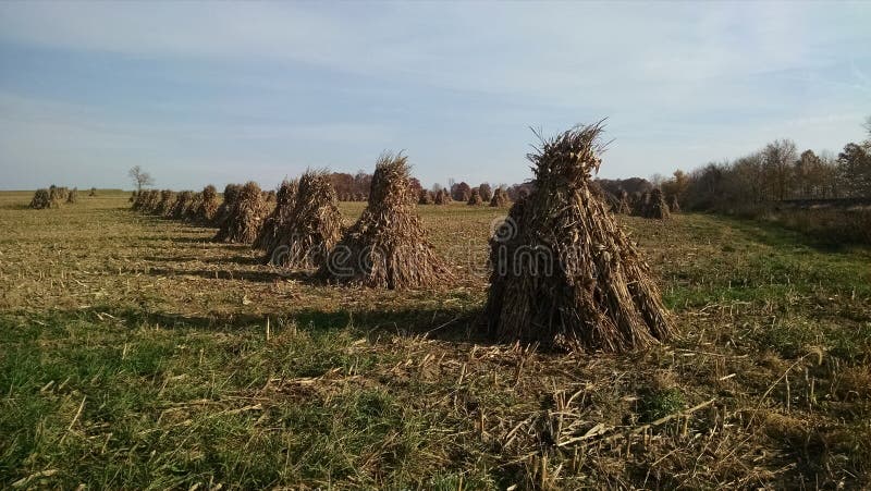 A Field of Amish Corn Stack, Haystack, Harvest Stock Photo - Image of ...