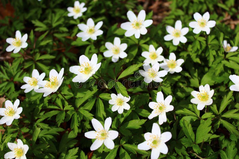 Field of Anemones stock image. Image of blossoming, meadow - 18641511