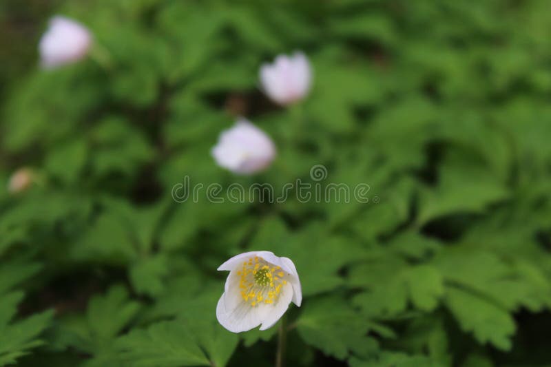 Field of Anemones stock image. Image of blossoming, meadow - 18641511