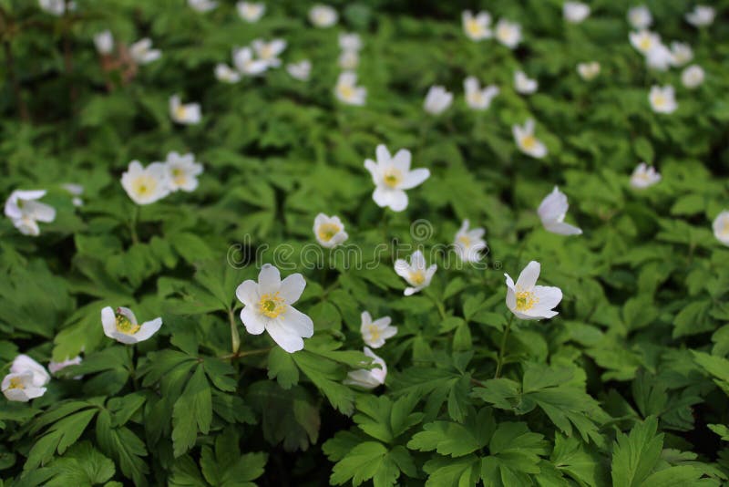 Field of Anemones stock image. Image of blossoming, meadow - 18641511