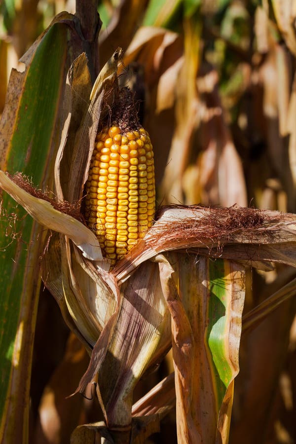 Field of Animal Feed Corn with Yellow Cob Stock Photo - Image of leaves ...