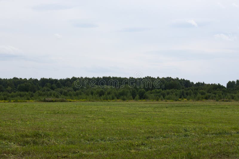 Field in August, with a Forest and a Blue Sky in the Background Stock ...