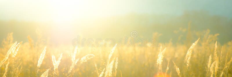 Field in back lighting. stock photo. Image of pratum - 238430784