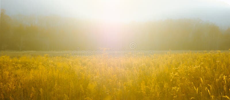 Field in back lighting. stock image. Image of back, field - 238430791