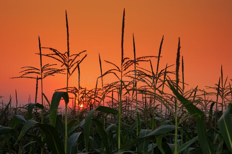 Corn Field at Sunset - Red Sky Stock Image - Image of farming, sunset ...