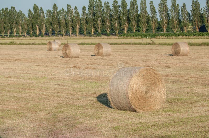 Field with Bales of Hay after the Harvest Stock Image - Image of grain ...