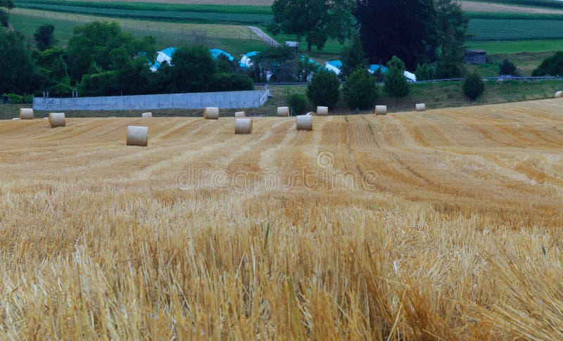 Field with bales stock image. Image of field, scape, evening - 97090683