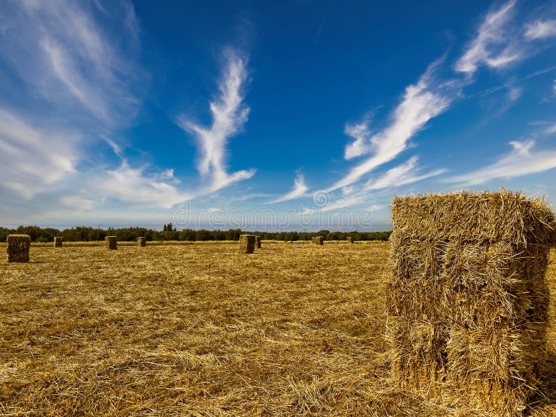 Field with Bales of Straw Under Blue Sky. Hay Field in Oran, Algeria ...