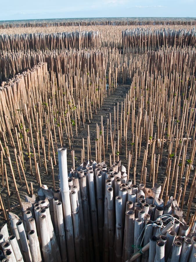 Field of bamboo tube stock photo. Image of asia, plunge - 14913266