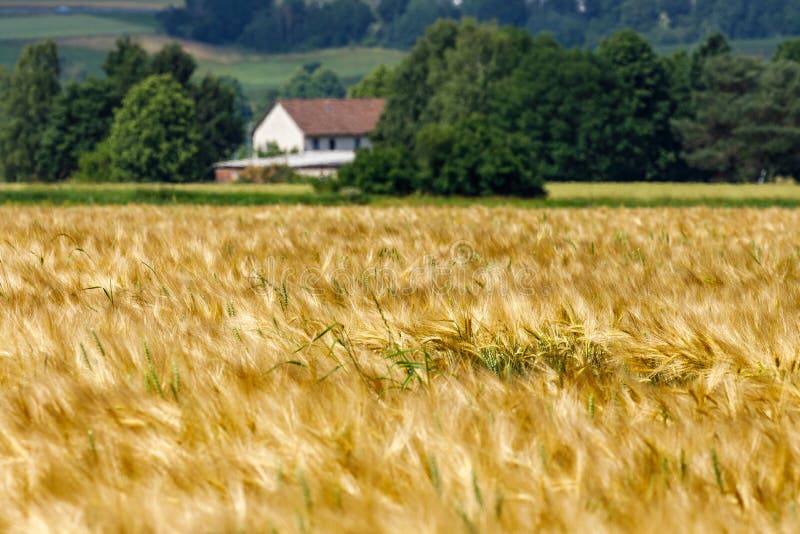 Barley on the Blue Sky Background Stock Image - Image of cultivated ...
