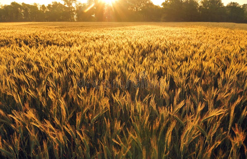Field of Barley in Early Morning Stock Image - Image of barley, field ...