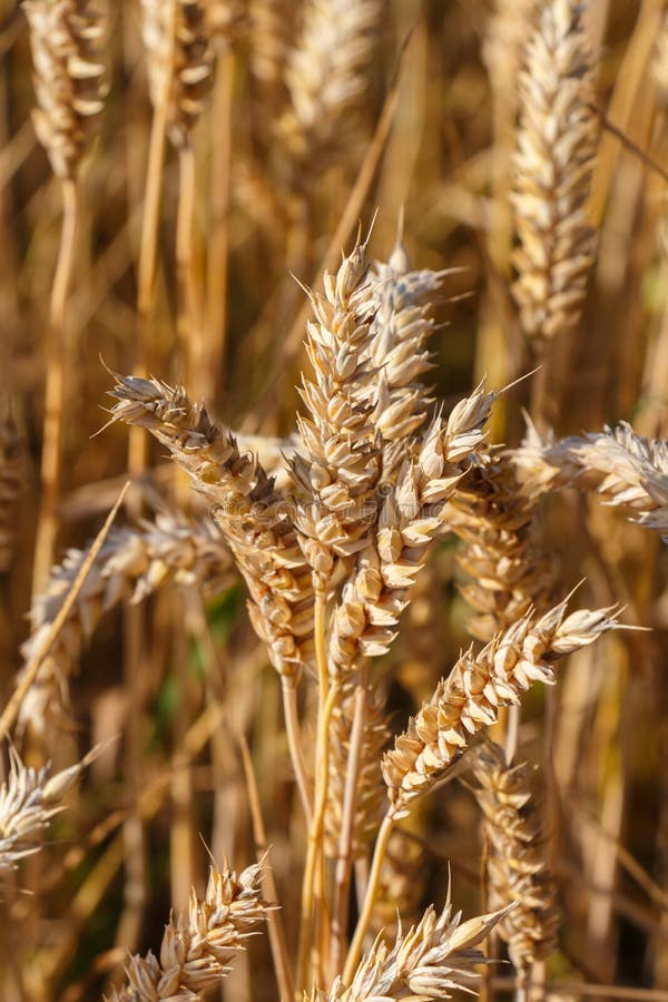 Field of barley stock photo. Image of agriculture, france - 122746932